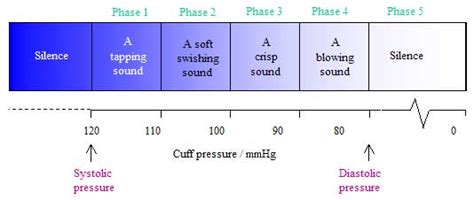 What Is Korotkoff Phase Iv Korotkoffs Sounds In Pregnancy Jfhtv