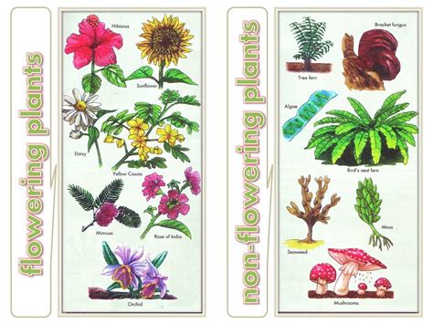 Plants Plant Classification