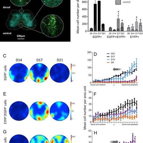 Demyelination In The Spinal Cord Evaluated By Lfb Staining Download