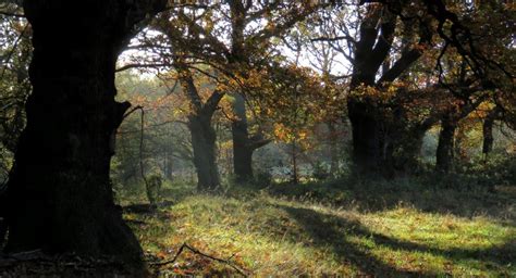 Epping Forest Autumn Glory Chris Gibson Wildlife