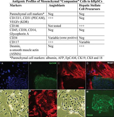 Companion Cells To The Hhpsc Colonies Comprise Hepatic Stellate Cells Download Scientific