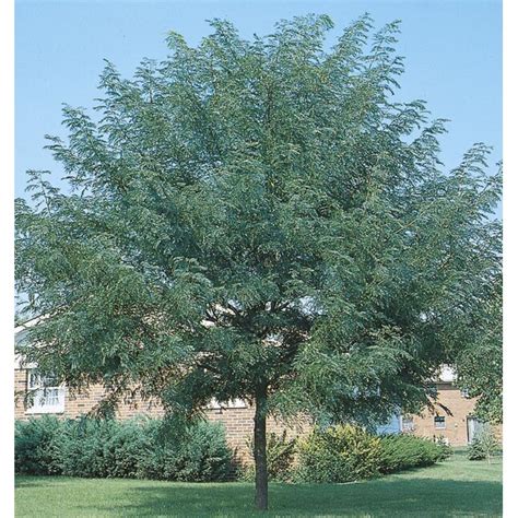 6 Gallon Shade Tree Shademaster Honeylocust In Pot With Soil In The
