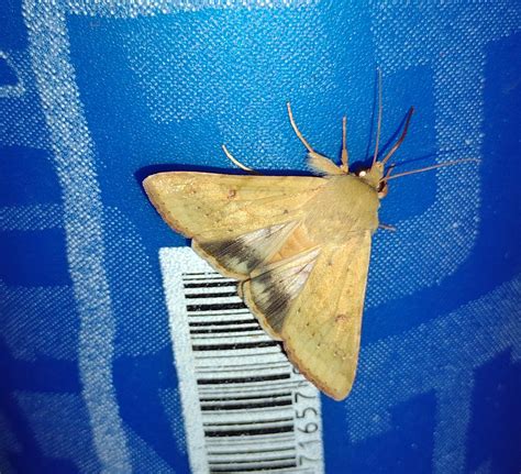 Corn Earworm Moth