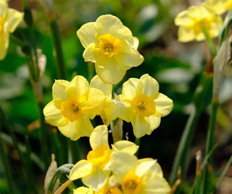Jonquils And Daffodils