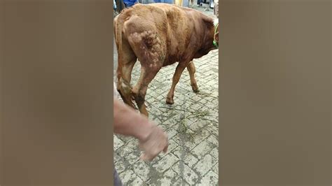 Sapi Pedetan Simental Pasar Maron Youtube