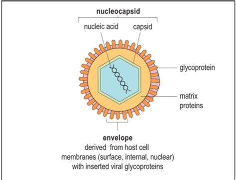 Mmid 8 Viral Diseases Flashcards Quizlet