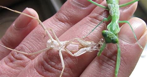 My Little Mantis Is Growing Up Imgur