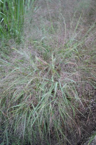 Eragrostis Spectabilis Purple Lovegrass Blue Stem Natives
