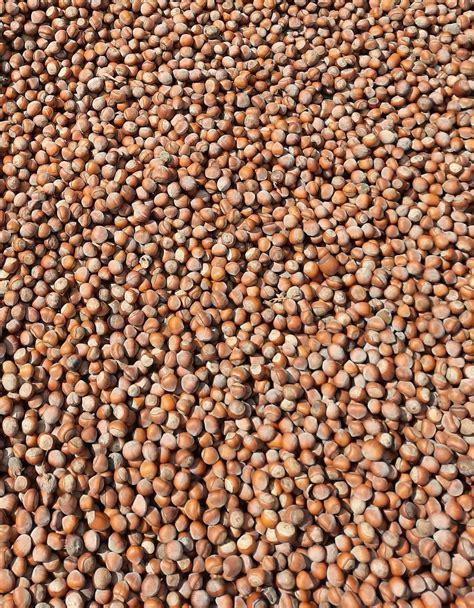 Hazelnut Fındık Türkiye Iris Andres