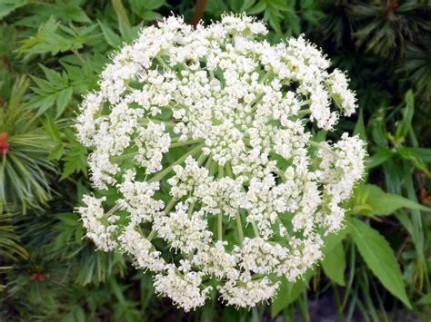 シラネセンキュウ Angelica Polymorpha かぎけん花図鑑