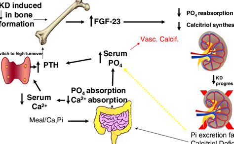 Renal Osteodystrophy Diagram