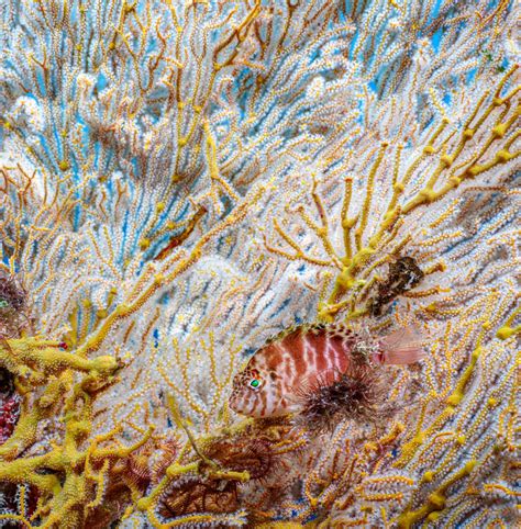 Andrei Savin Reveals The Concealed In Masters Of Hiding — Colossal