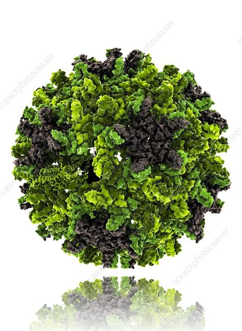 Hepatitis B Virus Particle Artwork Stock Image C0068075 Science
