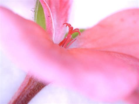 Science Flower By Mangopassionfruit On Deviantart