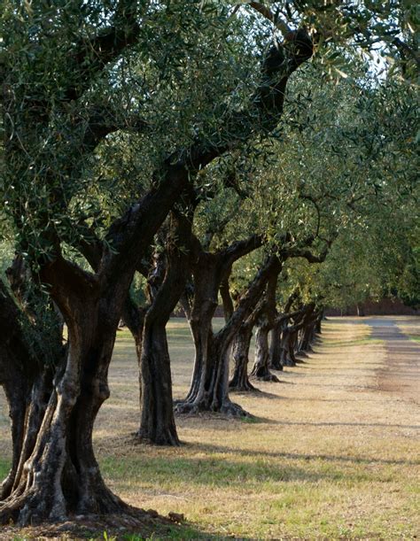 How Often To Water Olive Trees Essential Tips For Healthy Growth