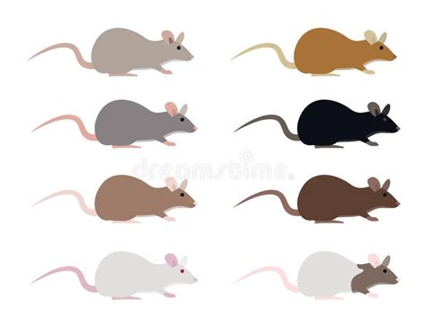 Eight Rats Of Different Colors On White Background Stock Illustration