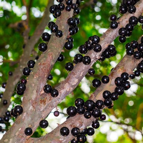 Jabuticaba Fruit