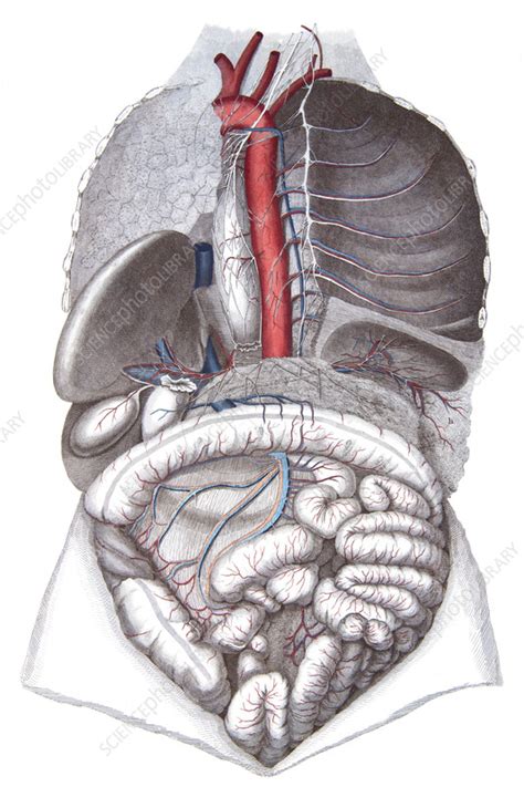 Thorax And Abdomen Illustration Stock Image C0566647 Science