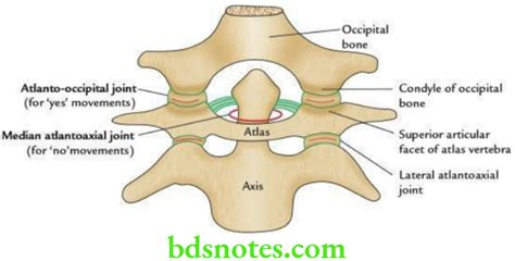 Atlanto Occipital And Atlantoaxial Joints Bds Notes