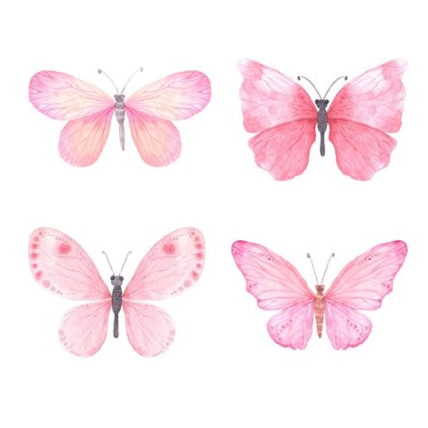 Pink Butterfly Photography