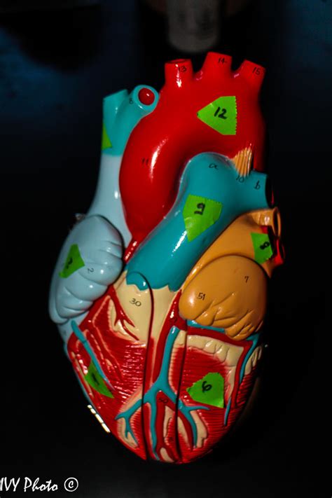 Heart Diagram Quizlet