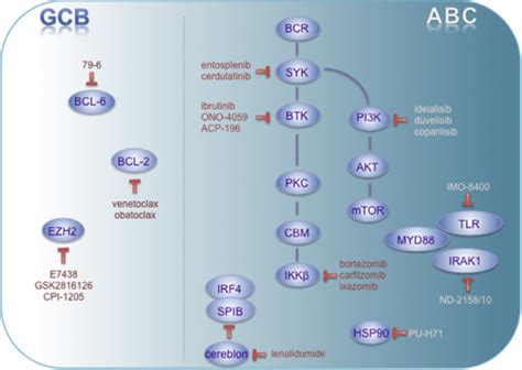 Molecular Classification Of Diffuse Large B Cell Lymphoma Oncohema Key