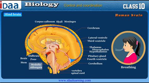 Parts Of Human Brain And Its Function Biology Cbse Grade 10 Youtube