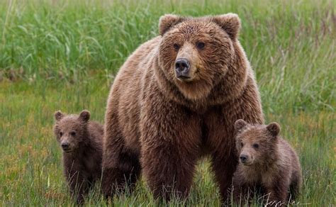 گردش خرس قهوه‌ای مادر و توله‌هایش بعد از خواب زمستانی فیلم