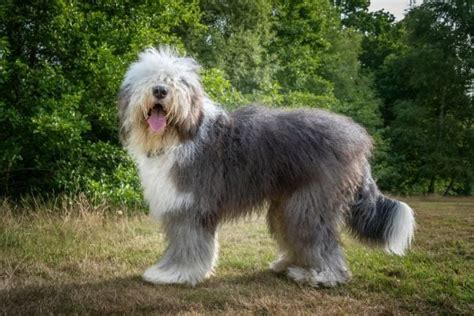 Perros De Razas Peludos
