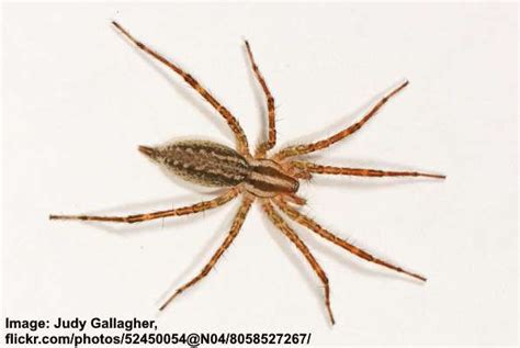 35 Types Of Spiders With Identification Guide Pictures Names Charts