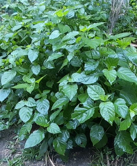 Rau NgÓt NhẬt Công Ty Tnhh Trúc Vũ Farm