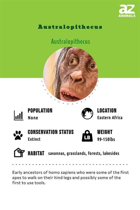 Australopithecus Animal Facts A Z Animals Porn Sex Picture
