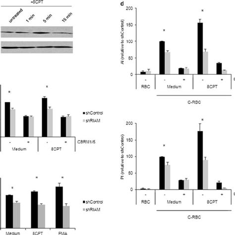 Riam Regulates Complement Dependent Phagocytosis In Macrophage Like Download Scientific Diagram