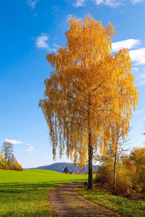 落下 可爱的 天堂 Pixabay上的免费照片 Pixabay