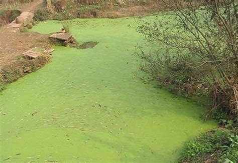 Algae Electricity 3 « Inhabitat Green Design Innovation Architecture Green Building