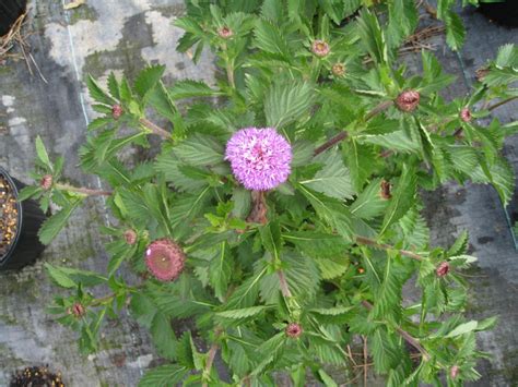 Online Plant Guide Centratherum Intermedium Brazilian Buttonflower
