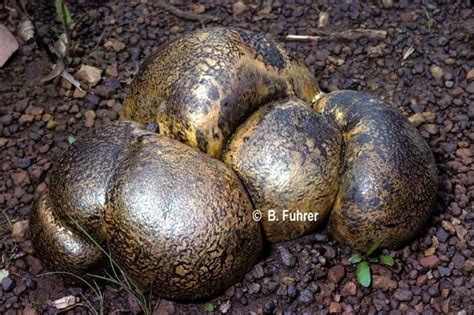 Temas 1 6 Biología Vegetal Flashcards