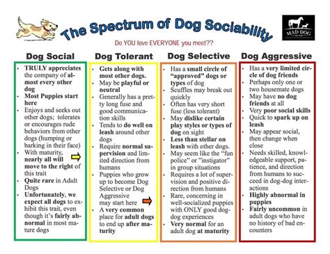 Not Every Dog Is A Social Butterfly — Augusta Grayson