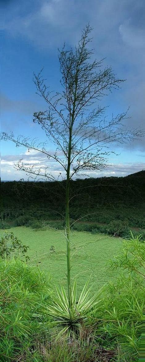 Plantfiles Pictures Variegated Sword Lily Variegated Wild Sisal