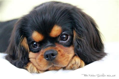 321 Best Images About Black And Tan Cavalier King Charles Spaniel On