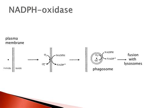 Ppt Biochemistry Of Blood Powerpoint Presentation Free Download Id