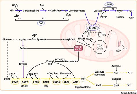 Regulation Of Nucleotide Metabolism In Cancers And Immune Disorders