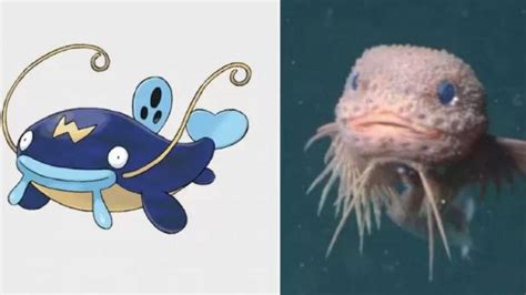 Nueva Especie De Pez Caracol Sorprende Al Mundo Es Igual A Un Pokémon