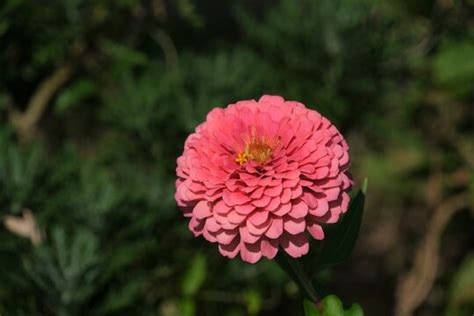 백일홍 이미지 찾아보기 9266 스톡 사진 벡터 및 비디오 Adobe Stock