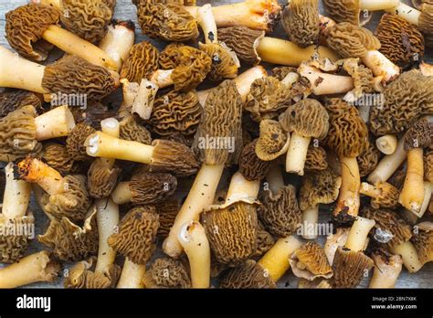 Early Morel Edible At Helen Mcewen Blog