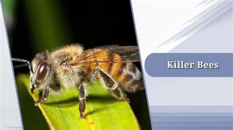 15 Most Dangerous Insects In The World Identification And Risk