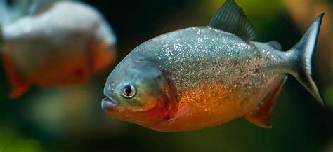 Red Bellied Piranha Behaviour Shoaling Habitat Size Water Ph Feeding
