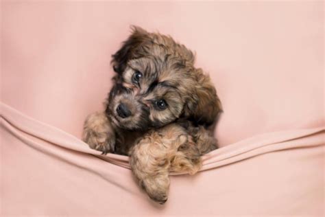 150 Cavapoo Name Ideas You Will Love Premier Pups