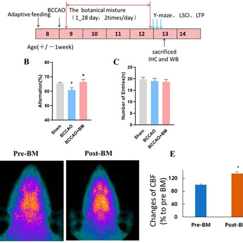 Botanical Mixture Alleviates Cognitive Deficits In A Rat Model Of Vd Download Scientific