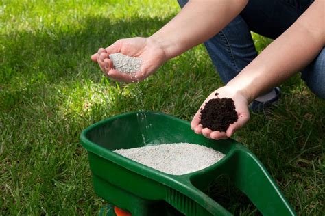 When To Fertilize St Augustine Grass In Texas Frisco Lawn Pros